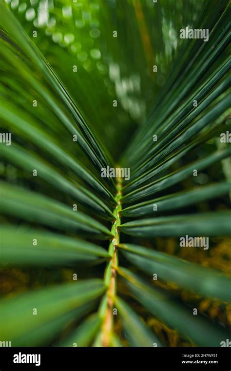 Beautiful Palm Tree Leaves Close Up In Tropical Garden Exotic Palms