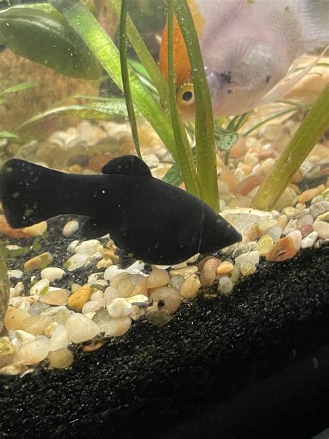 Is My Mollie Pregnant Raquariums