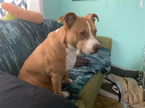 Coco Bean Desperately Wanted To Go Help The Two Plumbers That Were Working In Our Bathroom