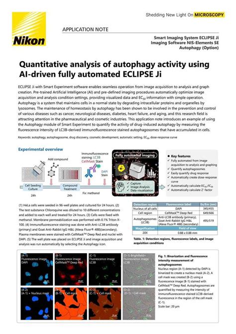 Quantitative Analysis Of Autophagy Activity Using Ai Driven Fully