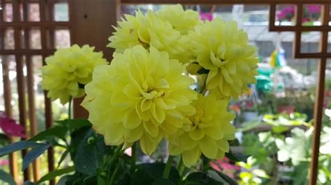 어머니 기일 고향 산소 인사드리고 감자 고추밭 돌아보고 화원에서 꽃보고 Youtube