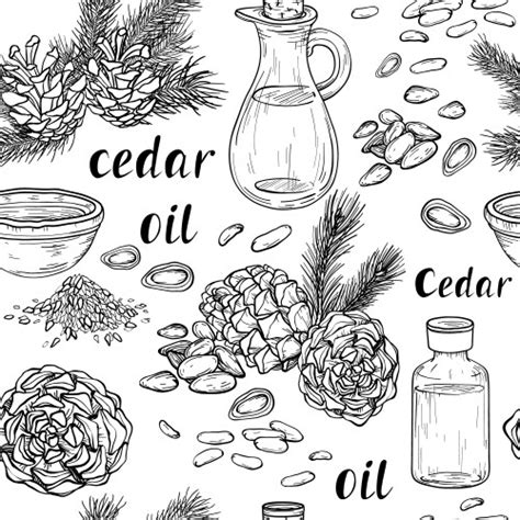 Cedar Leaf Vector Images Over 3 200