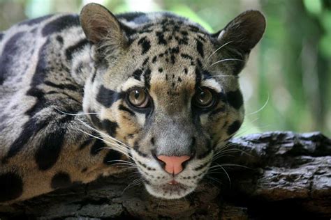 Native Animals In Cambodia Complete Guide To Wildlife In Cambodia