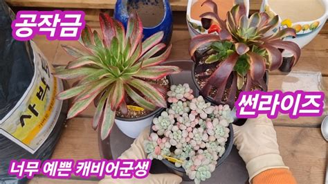 241228 🌸꽃동산다육에서 온 묵둥이 캐비어 예쁜 공작금 썬라이즈 사박토로 분갈이해요🌸 꽃동산다육 010 3939 4304 Youtube