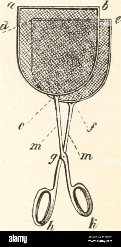 Directions For Collecting And Preserving Insects Fig 78 —ox Bot Fly Hypoderma Bovis Enlarged