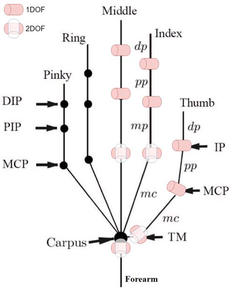 Finger Joint Models Used In Our Method Download Scientific Diagram