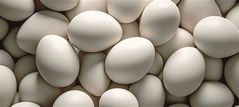 In Ovo Sexing Overview — Innovate Animal Ag