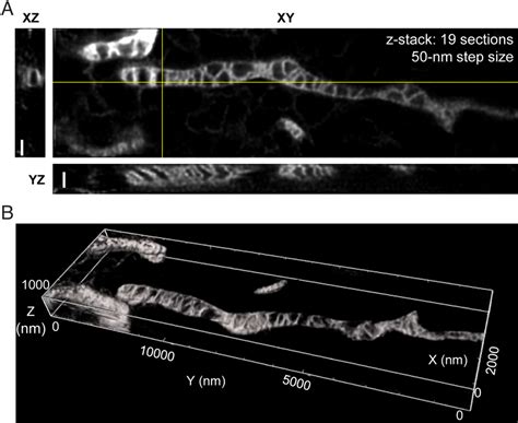 3d Sted Imaging And Reconstruction Of Cristae In Cos 7 Cells Labeled Download Scientific