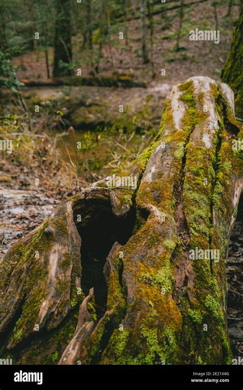 Tree With Moss Stock Photo Alamy