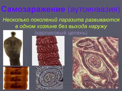 Содержание паразитологии. Введение в курс - презентация онлайн