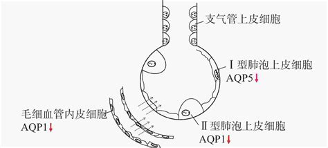 高原肺部疾病的发病机制及治疗药物