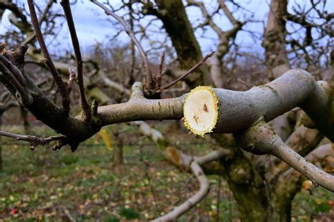 Pruning Apple Trees When And How To Go About It Plantura