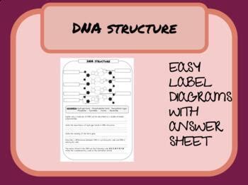 DNA Structure Worksheet By Learnwithlaura TPT