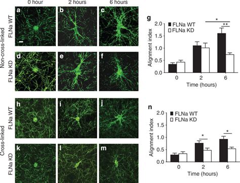 Cell Induced Remodeling Of Non Cross Linked And Cross Linked Collagen Download Scientific