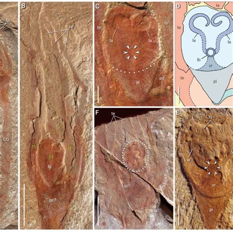 Zhifei Zhang Professor Full Northwest University Xian