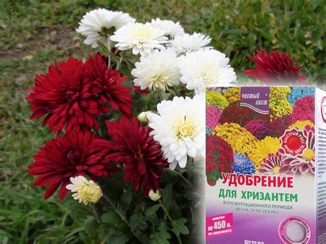 Кустовые хризантемы: шаровидные, садовые многолетние сорта, низкорослые