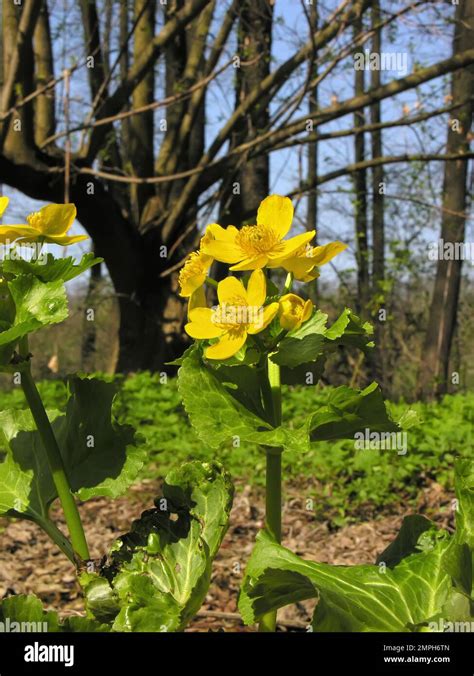 Closeup Of A Poisonous Marsh Marigold Flowers In The Wet Woodland It