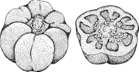 Premium Vector Hand Drawn Engraving Vector Illustration Of Different Types Of Pepper Bell