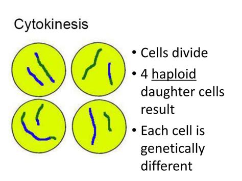 Ppt Chapter 10 Sexual Reproduction And Genetics Powerpoint Presentation