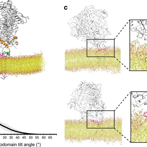Molecular Dynamics Simulations Of Nanodisc Embedded Hiv 1 Gp145 A The