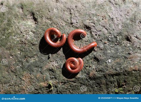 Millipede Class Each Segment Only Has A Pair Of Legs Stock Image