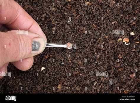 Planting Pregerminated Parsnip Seeds Using Tweezers Stock Photo Alamy