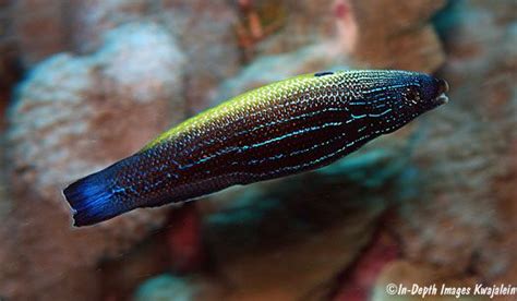 Labropsis Xanthonota Marine Life Fish Pet The Incredibles