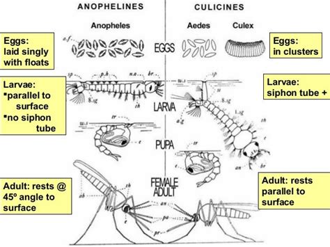 Mosquito Classification Chart Minga