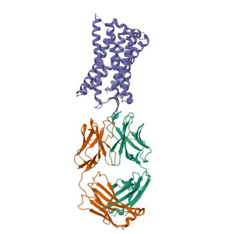 Rcsb Pdb 8tlm Structure Of A Class A Gpcrfab Complex