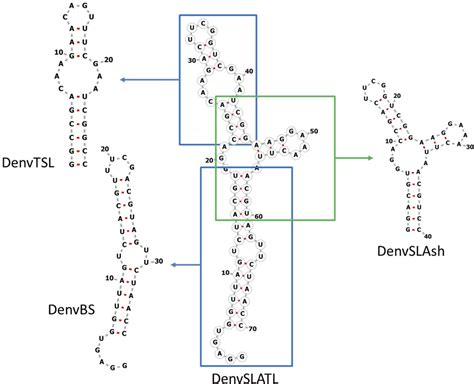 Structure Of The Dengue Virus Rna Promoter