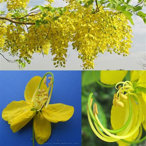 Beautiful Golden Shower Flower Save Our Green