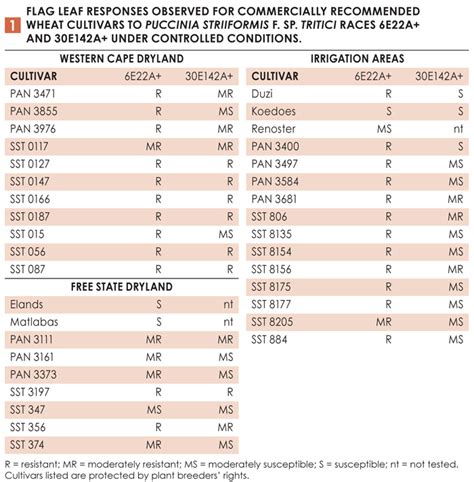 Stripe Rust On Wheat New Race Detected Sa Grain