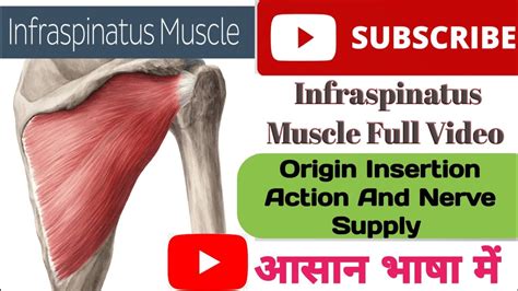 Infraspinatus Muscle Origin Insertion Action And Nerve Supply Full Video YouTube