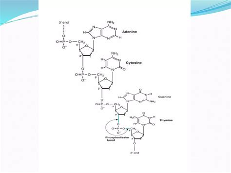 Nucleic Acids Chemistry 1pptx Biological Sciences Science