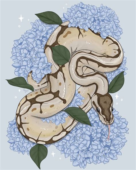 Angel On Instagram Ball Python Portrait For Silverechoart With