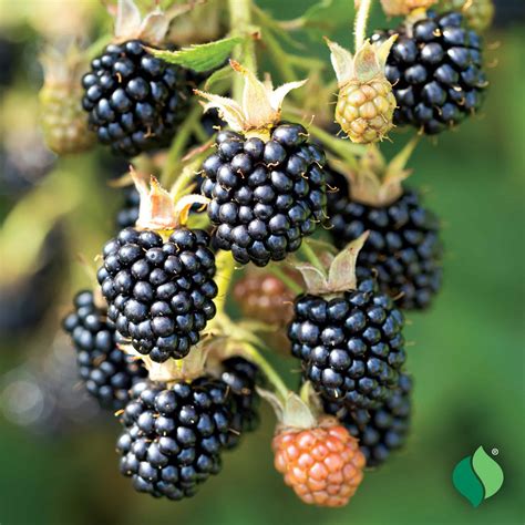 Blackberry Triple Crown Thornless Degroot