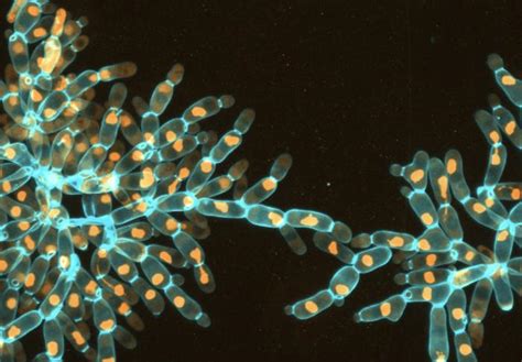 Revolutionary Discovery Whole Genome Duplication As A Catalyst For