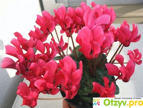 КРАСИВЫЕ ЦВЕТЫ Д ля дома советы и инструкции 19:42 2023