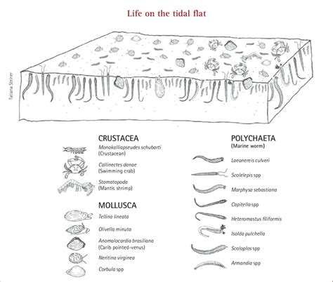 Distribution Of The Most Common Species Of Benthic Macrofauna In The