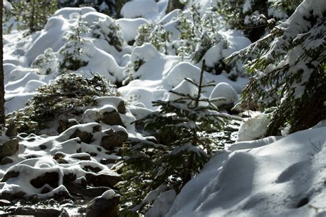 Зимна приказка