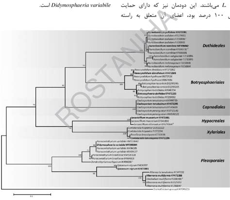 a maximum likelihood tree inferred from nucleotide sequence of