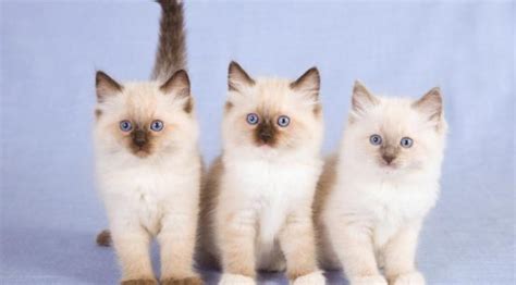 Seal Point Ragdoll Cat Breed Overview Traits Variations More Love Your Cat