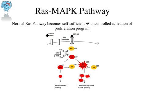 Ppt Modeling The Effects Of Mutants And Drugs On The Ras Signaling