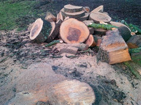 Justthoughtsnstuff Spring Like What Does It Mean To Be Human In The Digital Age Agrippa A