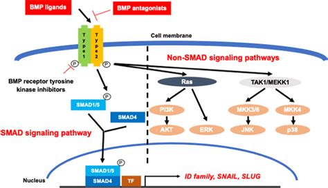 Overview Of Bmp Signaling Upon Ligand Binding Type Ii Receptors