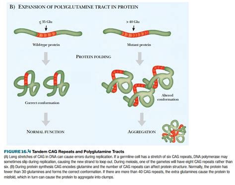 Deleterious Tandem Repeats And Dynamic Mutations