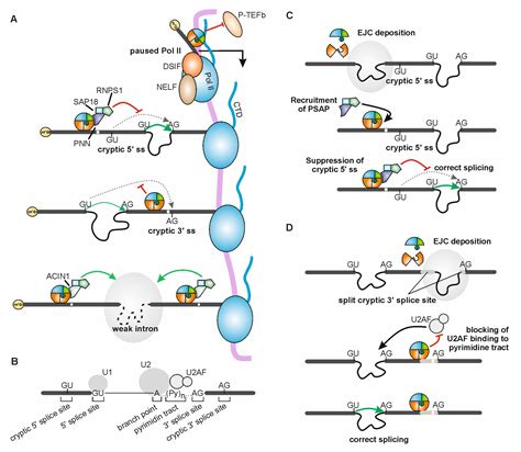 Primer Design Exon Junction At Anthony Gregory Blog