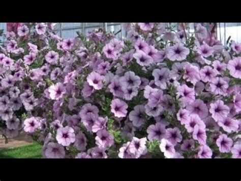ЦВЕТЫ! И ЧЕМ ЗАМЕНИМ МЫ ОБЫЧНЫЕ ПЕТУНИИ!!! - YouTube