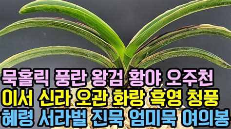 묵홀릭 명품풍란 왕검 황야 오주천 이서 신라 오관 화랑 흑영 청풍 혜령 서라벌 진묵 엄미묵 여의봉 풍란부귀란 꽃밭에서 난원 난테크 재테크 식테크 초특가 춘란
