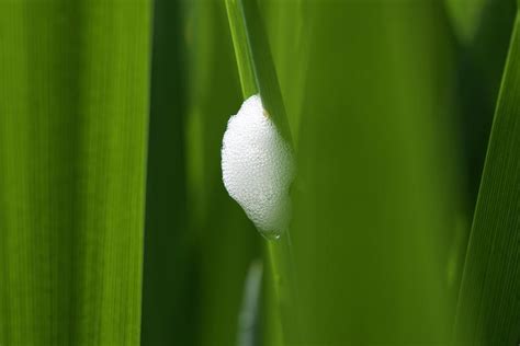 Spittlebug Foam Photograph By Abby Agresta Pixels